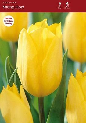 Strong Gold | Stuifbergen Flowerbulbs Export B.V.
